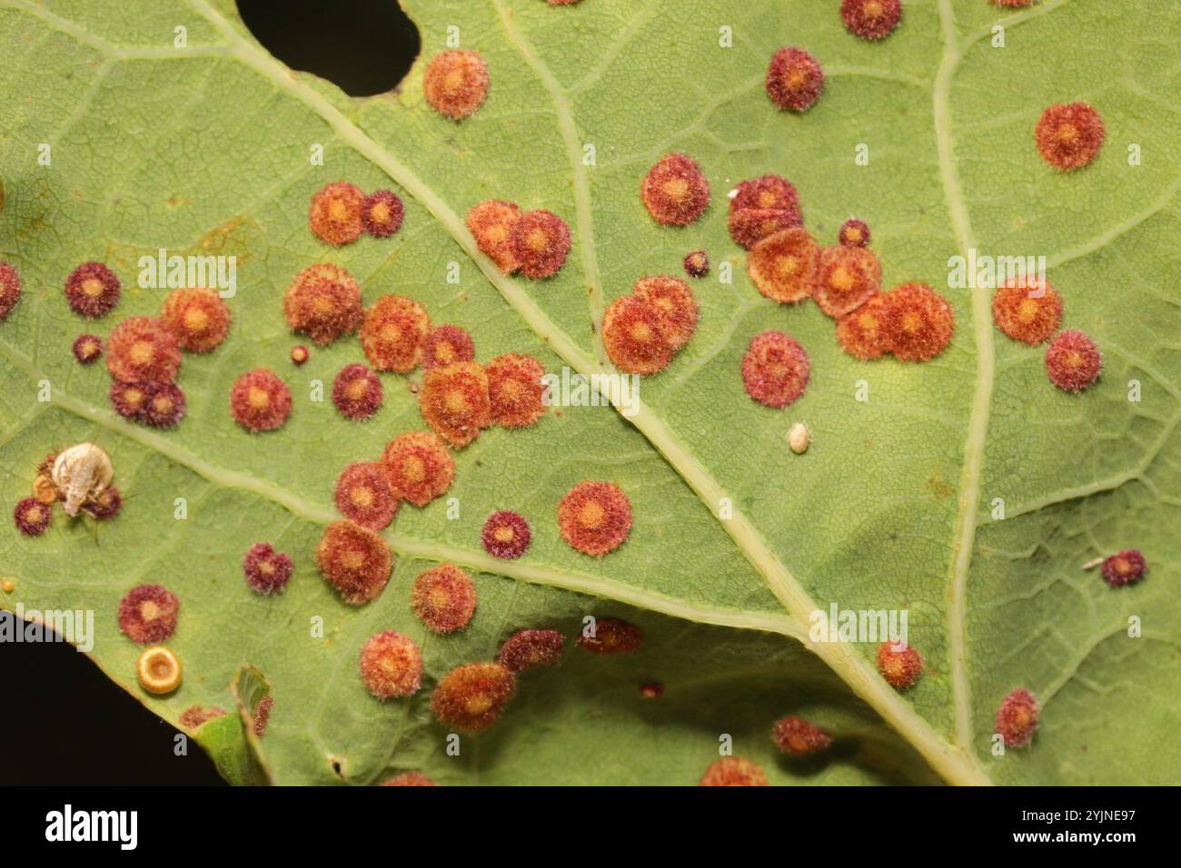 Common Spangle Gall Wasp (Neuroterus quercusbaccarum Stock Photo - Alamy