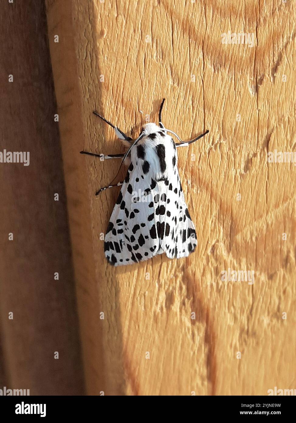 Many-spotted Tiger Moth (Hypercompe permaculata Stock Photo - Alamy