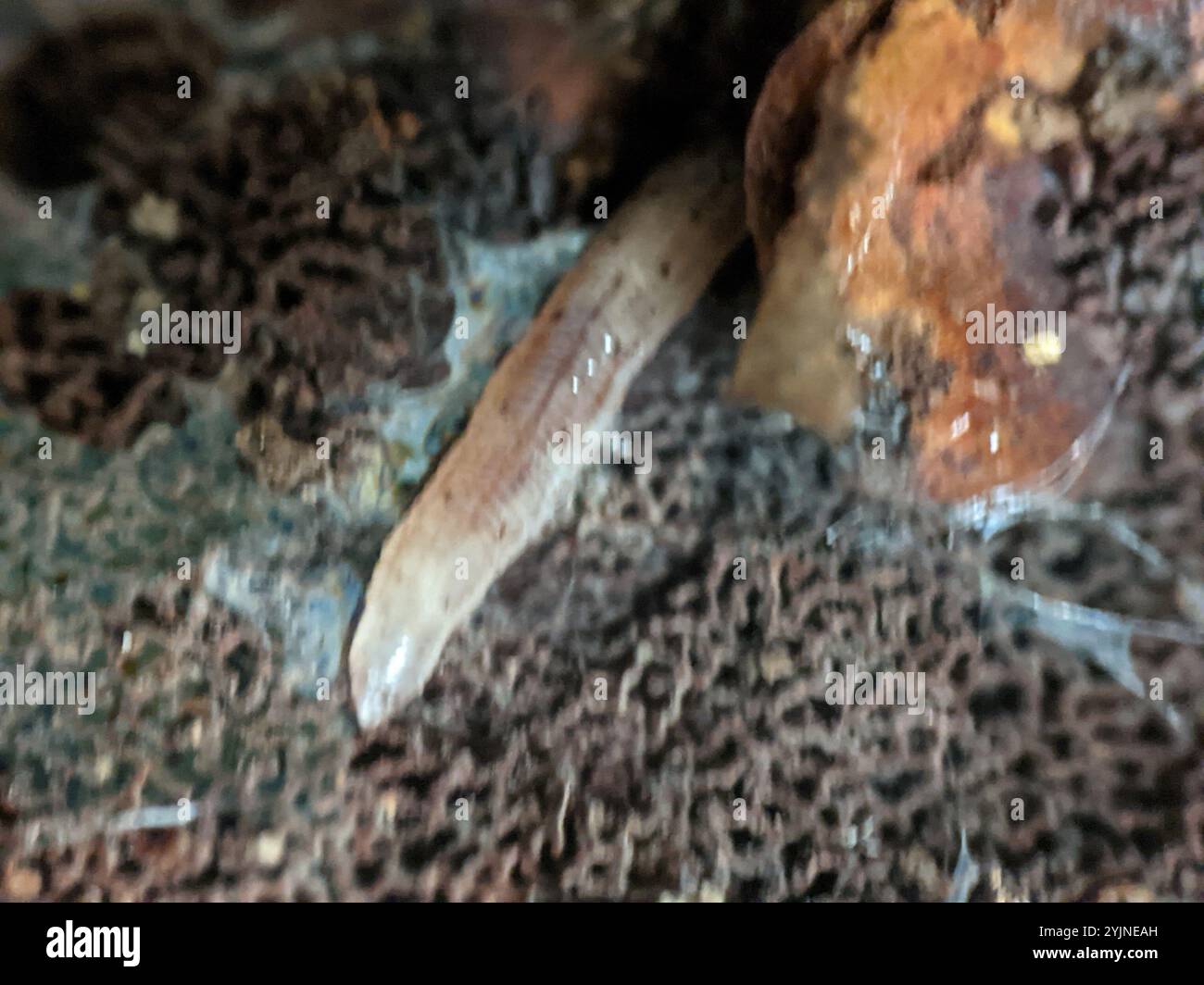 Predatory Fungus Gnats (Keroplatidae Stock Photo - Alamy