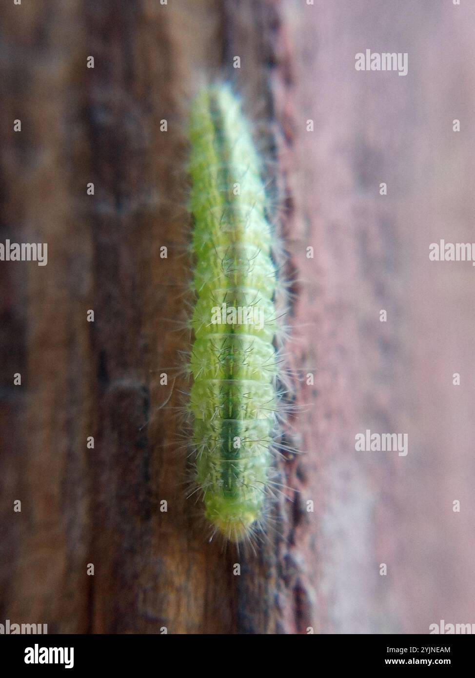 Plume Moths (Pterophoridae Stock Photo - Alamy