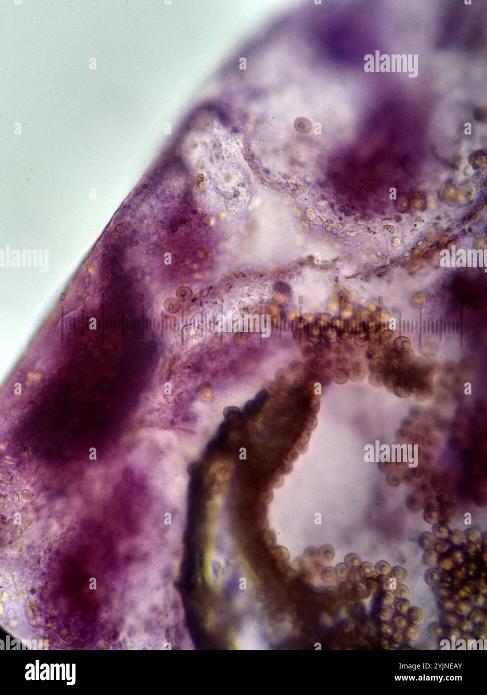 Trichia botrytis hi-res stock photography and images - Alamy