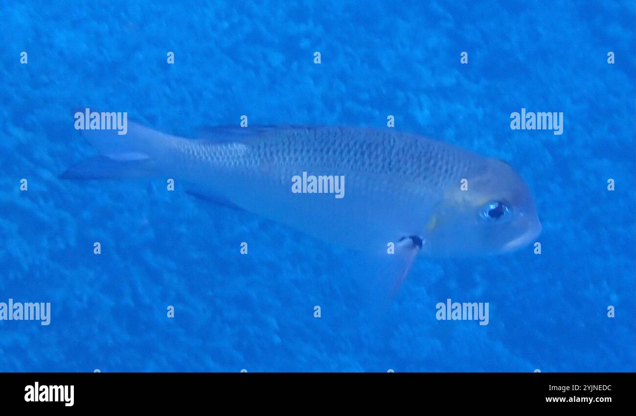 Humpnose Bigeye Bream (Monotaxis grandoculis Stock Photo - Alamy