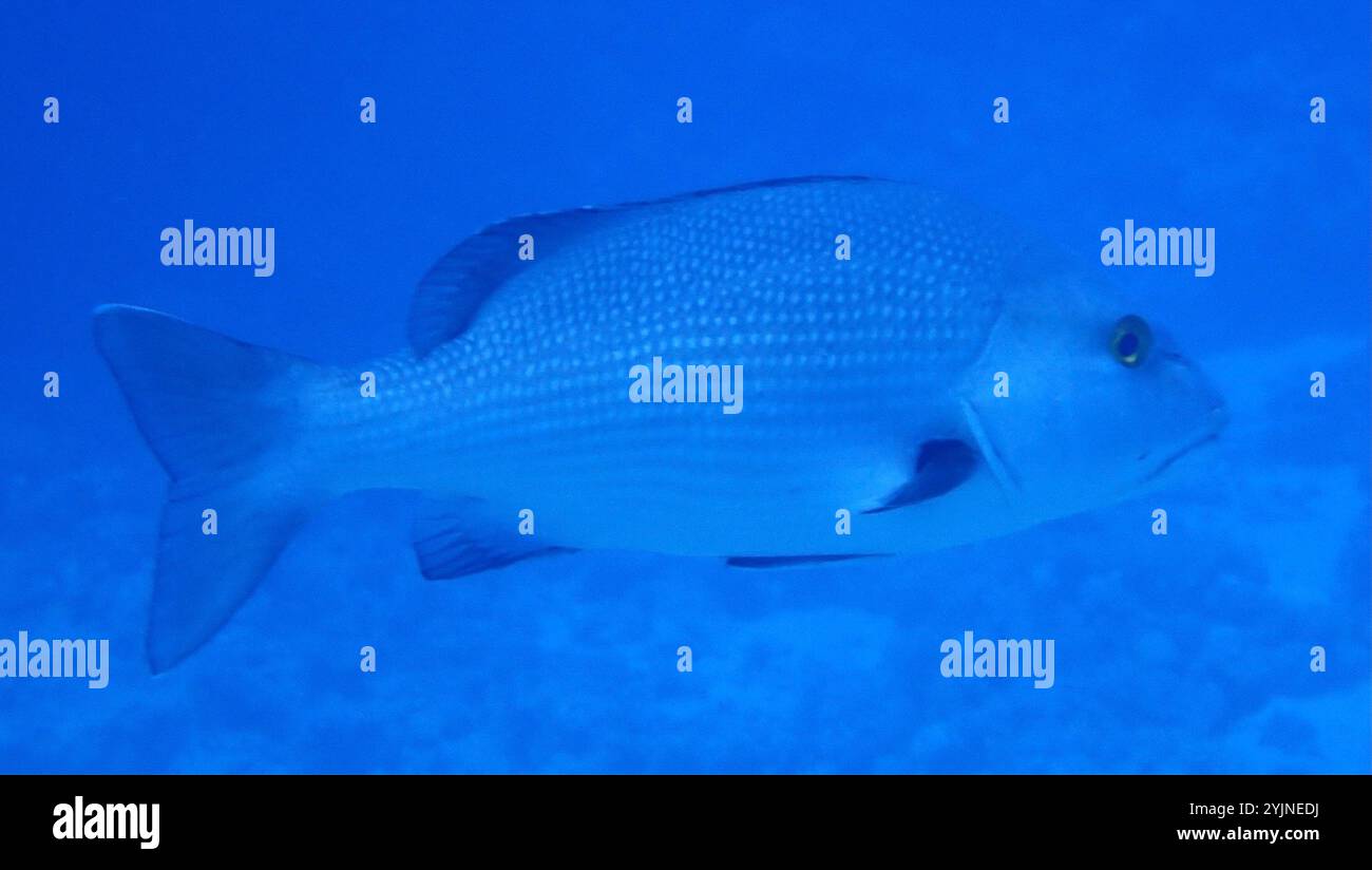Two-spot Red Snapper (Lutjanus bohar Stock Photo - Alamy