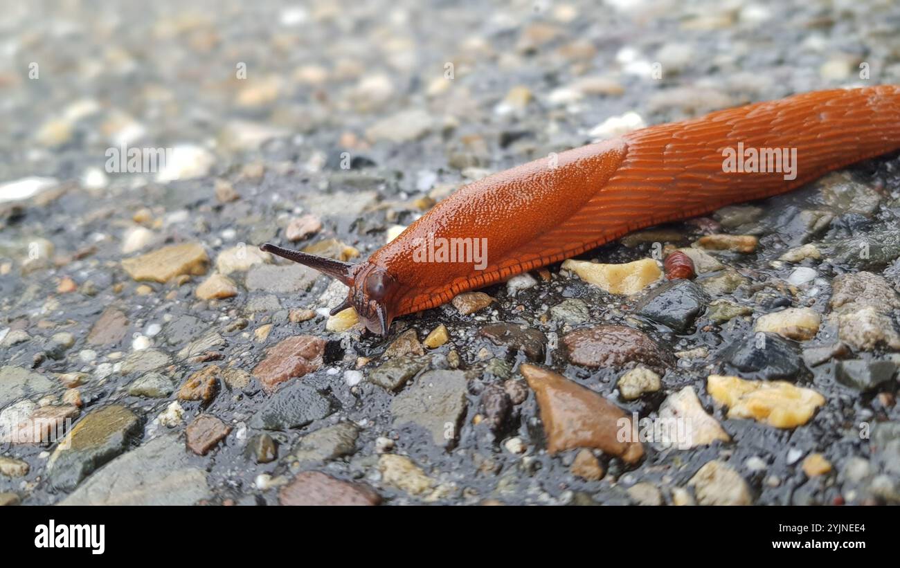 Spanish Slug (Arion vulgaris Stock Photo - Alamy