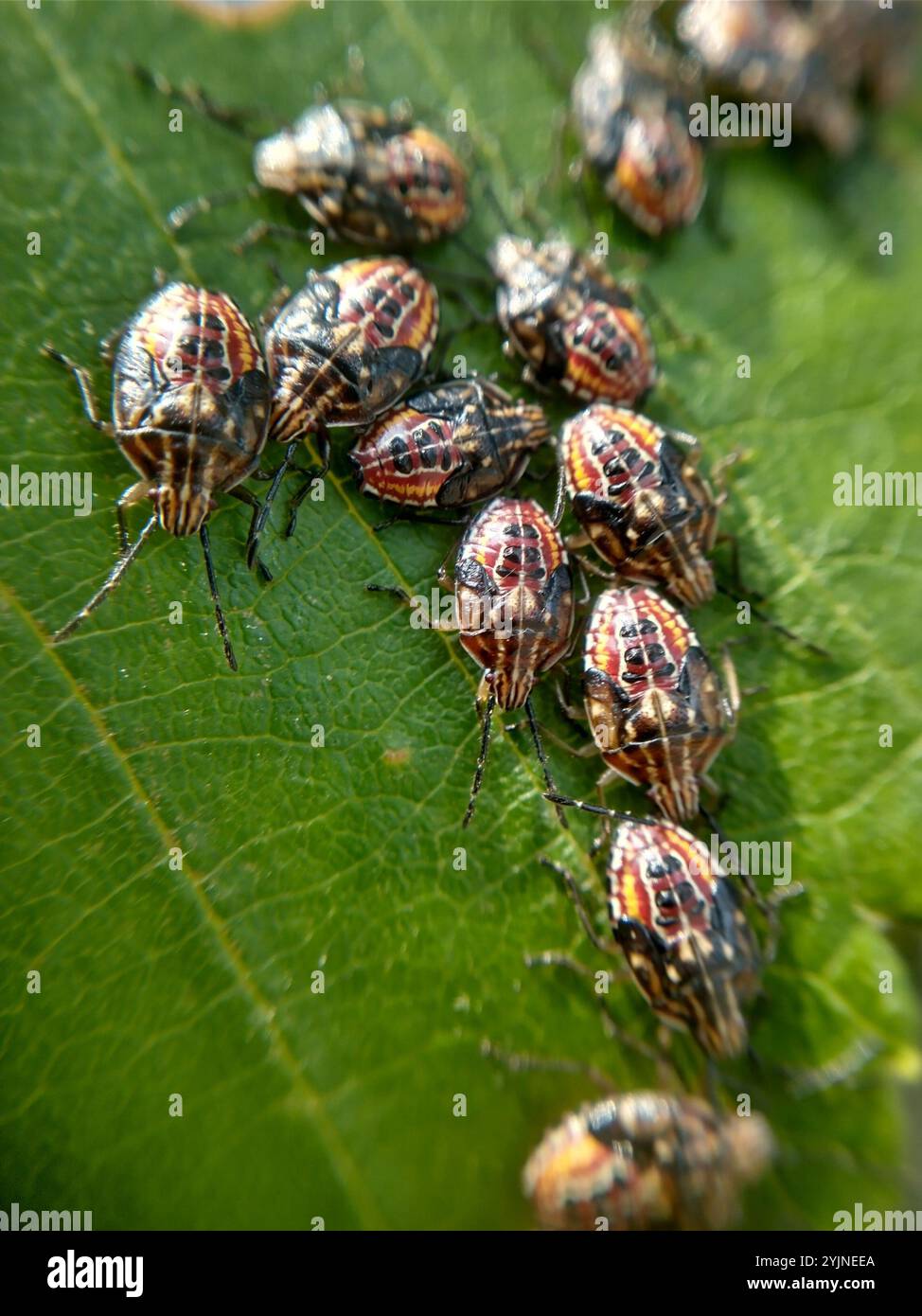 Edge-striped Shield Bug (Elasmucha lateralis Stock Photo - Alamy