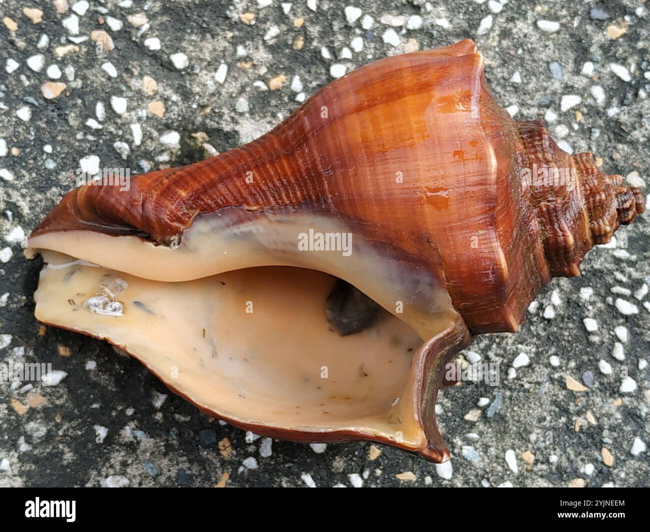 Spiral Melongena (Volegalea cochlidium Stock Photo - Alamy