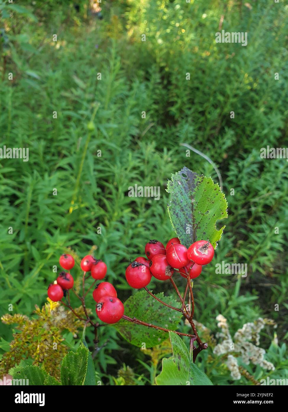 Large-thorn hawthorn (Crataegus macracantha Stock Photo - Alamy