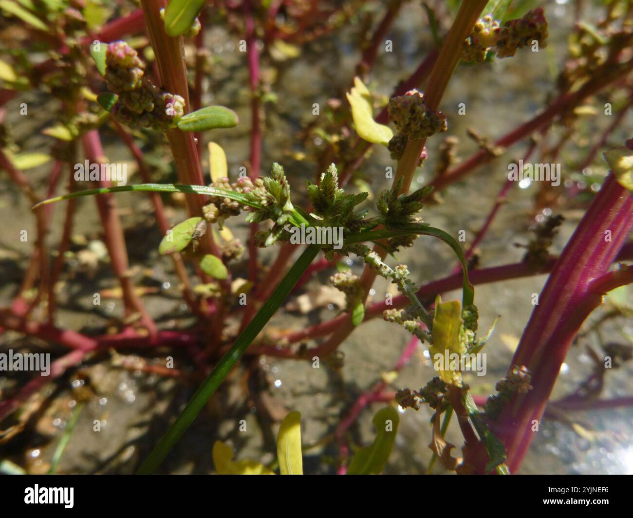 Brown Flatsedge (Cyperus fuscus Stock Photo - Alamy