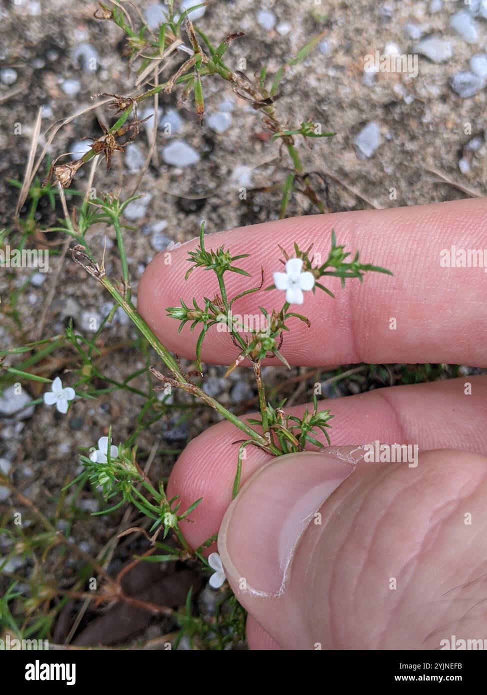 Rust Weed (Polypremum procumbens Stock Photo - Alamy