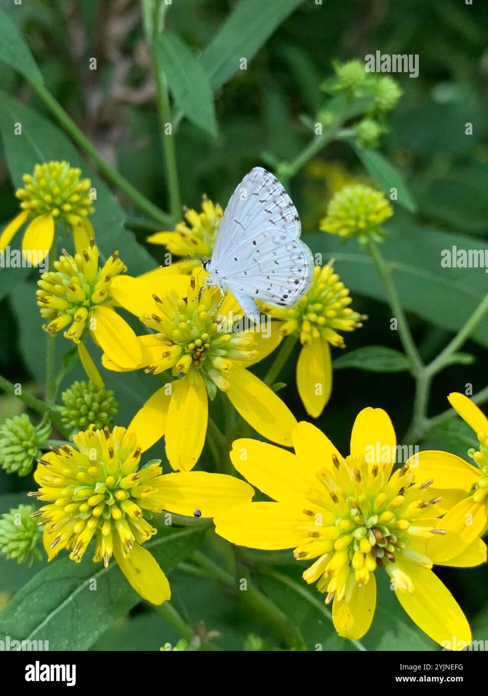 Summer Azure (Celastrina neglecta Stock Photo - Alamy
