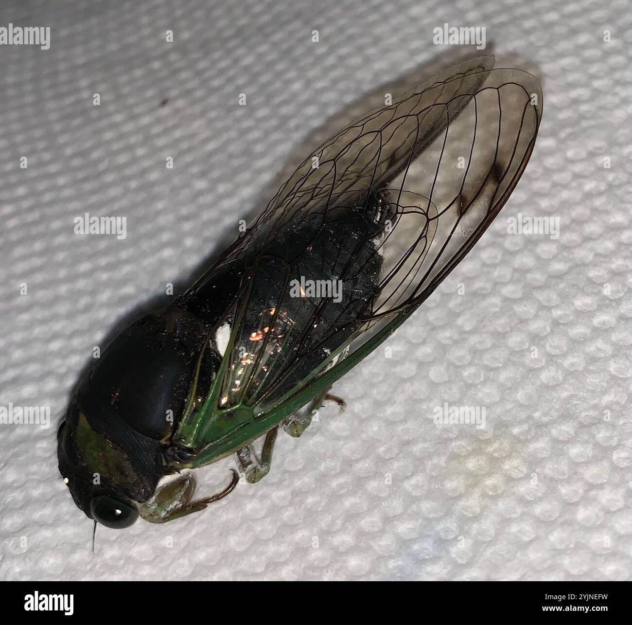 Swamp Cicada (Neotibicen tibicen Stock Photo - Alamy