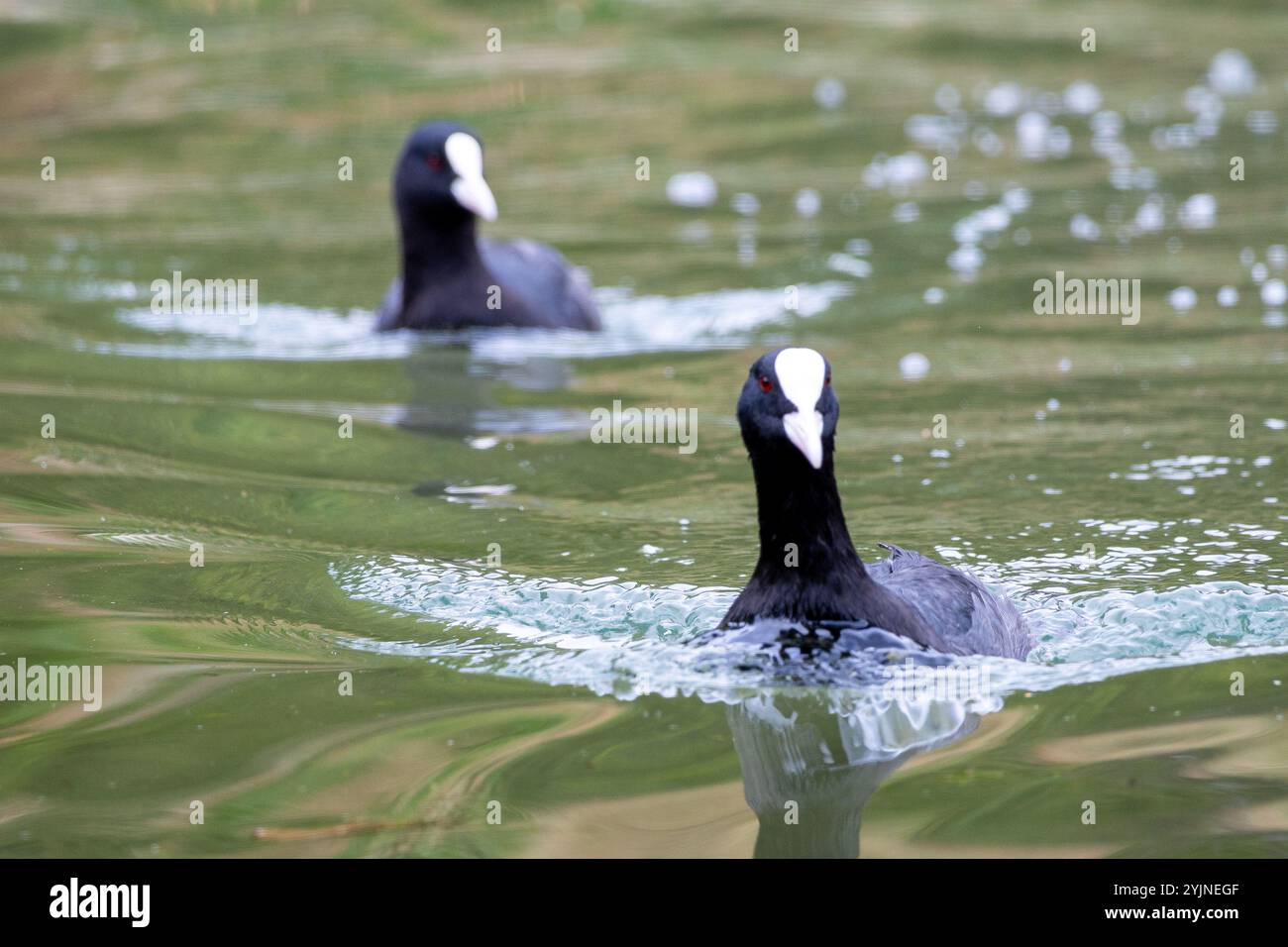 Common water bird hi-res stock photography and images - Alamy