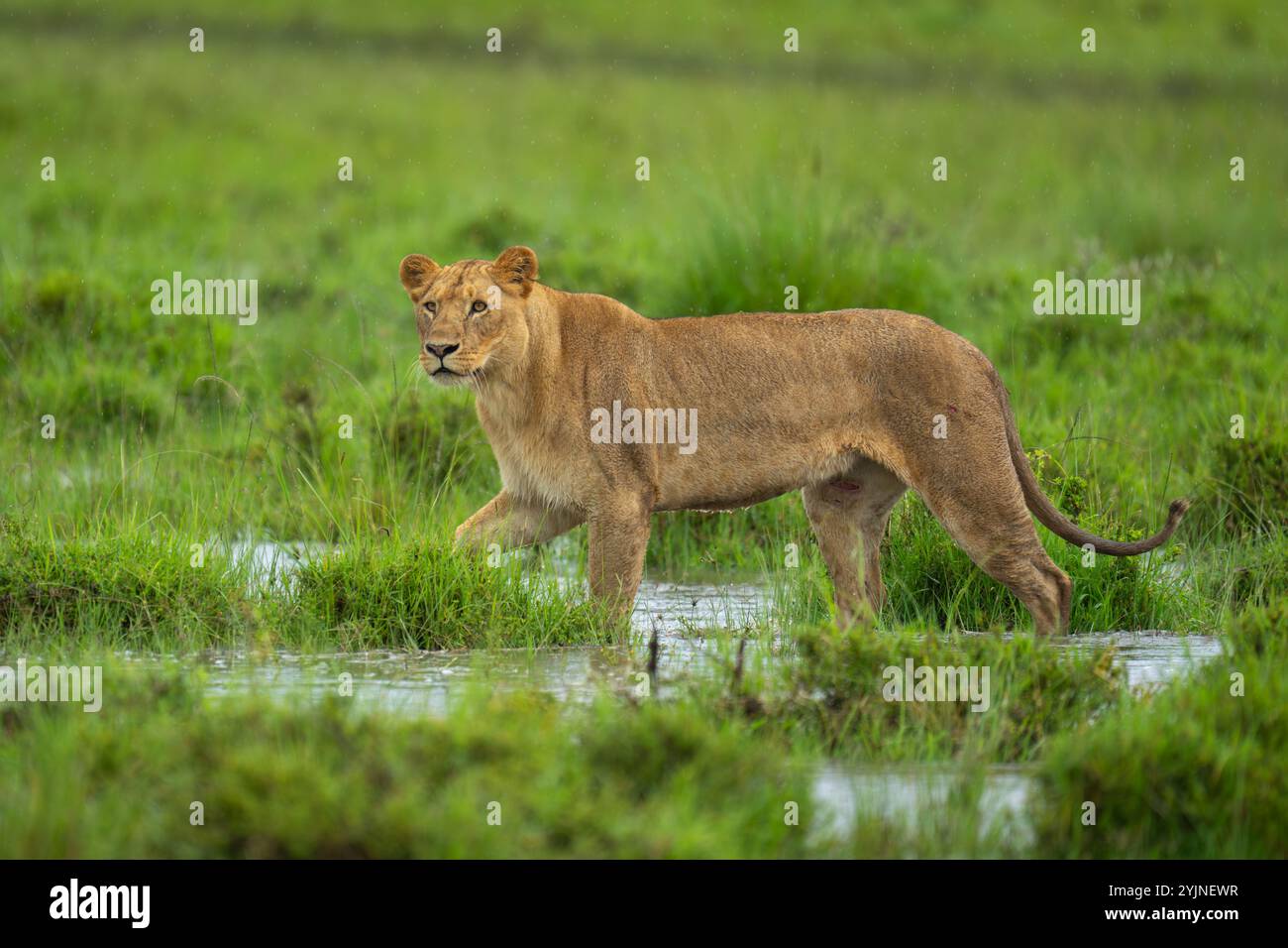 Lioness walks across flooded savannah in rain Stock Photo - Alamy