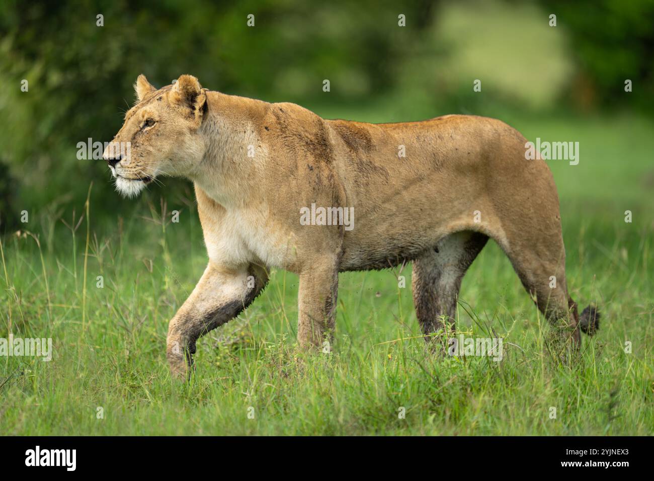 Lioness walks over grassy plain lifting forepaw Stock Photo - Alamy