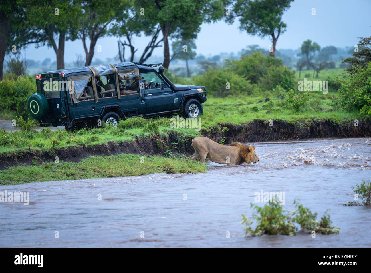 Male lion enters fast-flowing river near jeep Stock Photo - Alamy