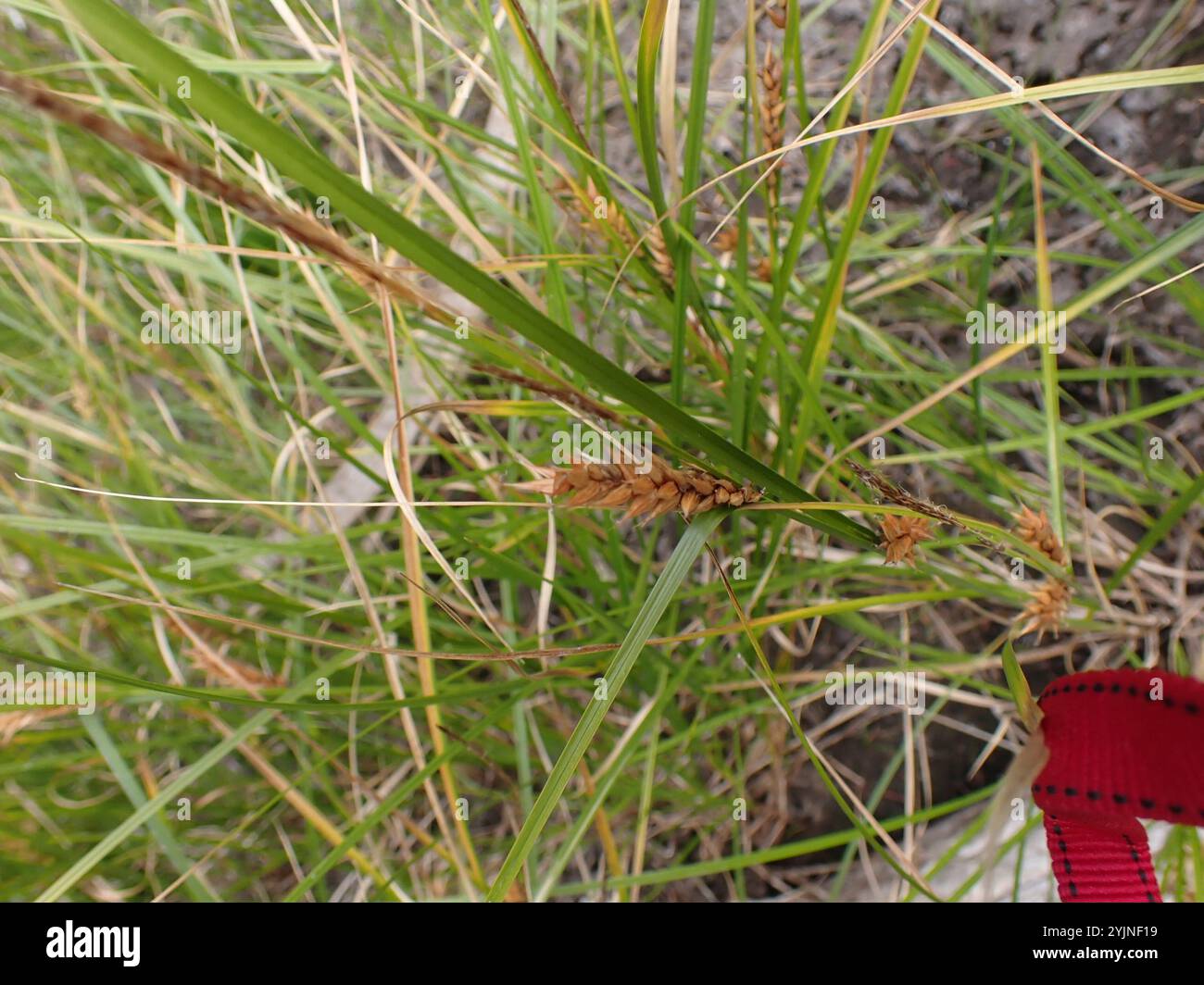 true sedges (Carex Stock Photo - Alamy
