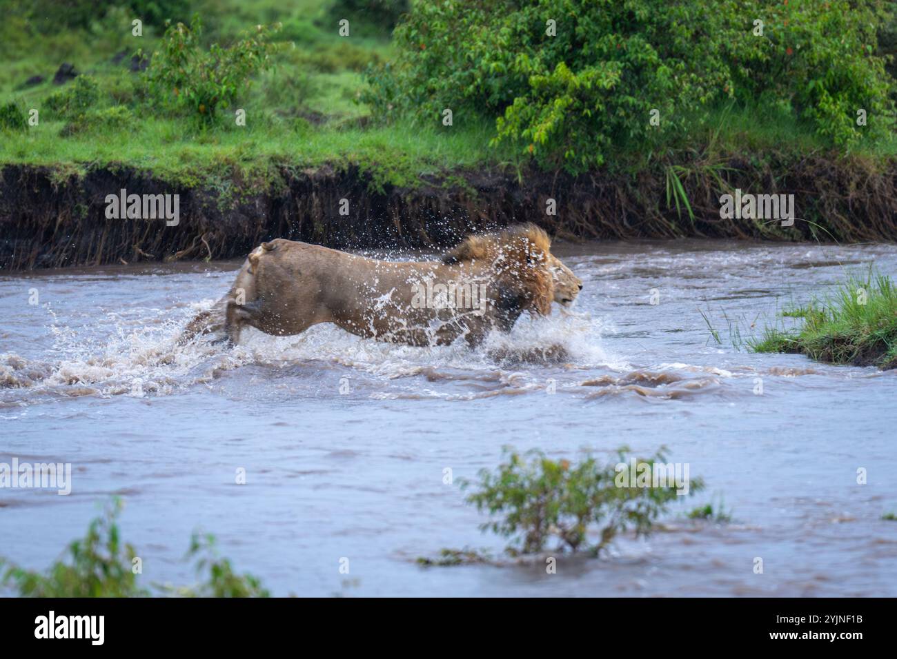 Male lion jumps hi-res stock photography and images - Alamy