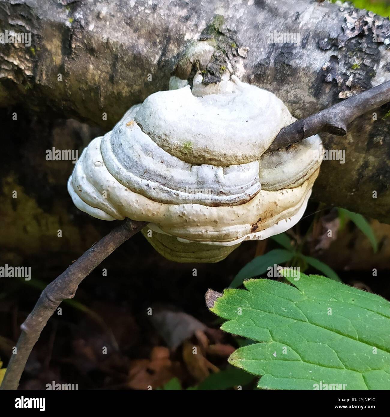 Hoof Fungus (Fomes fomentarius Stock Photo - Alamy