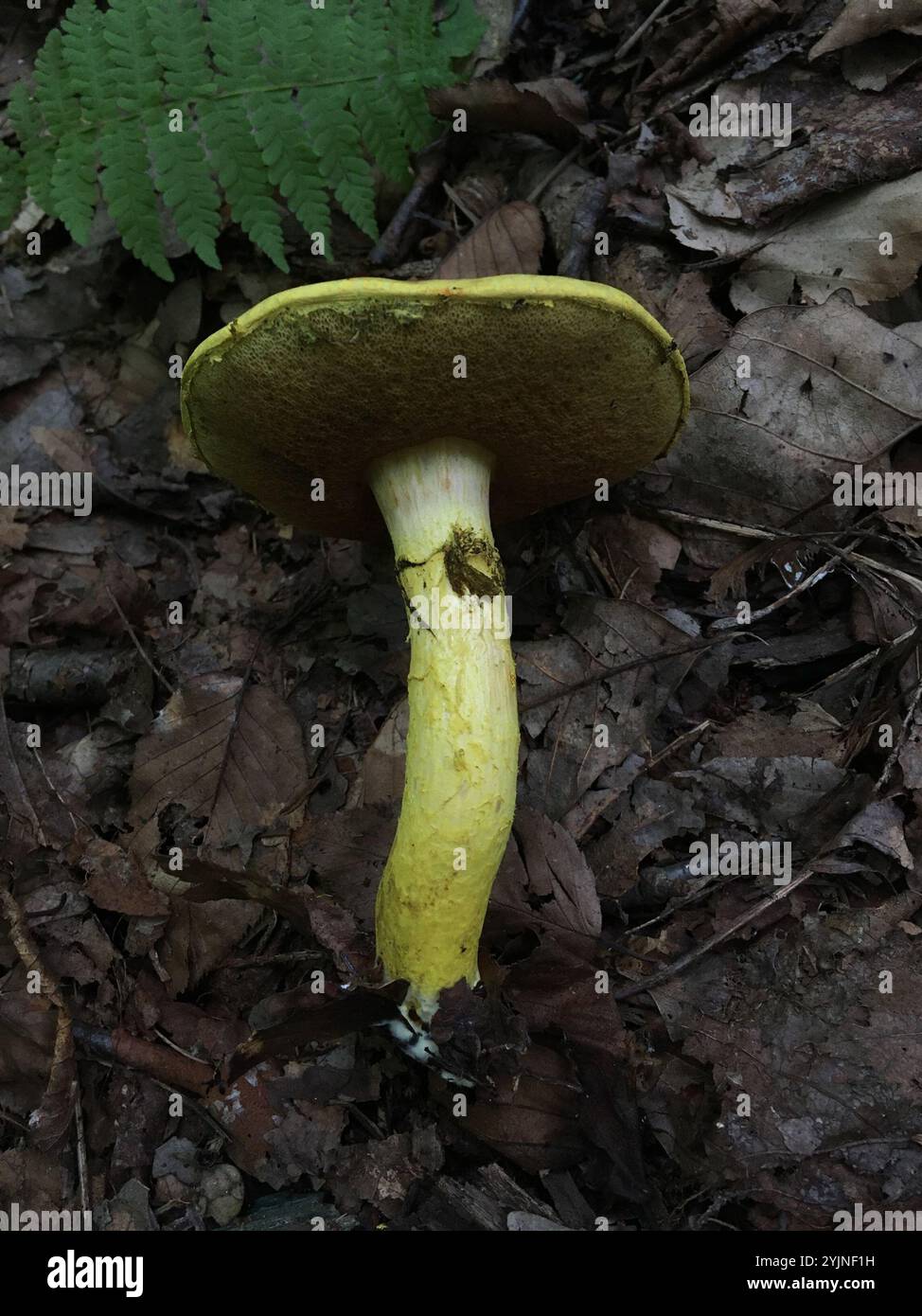 Sulfur bolete hi-res stock photography and images - Alamy