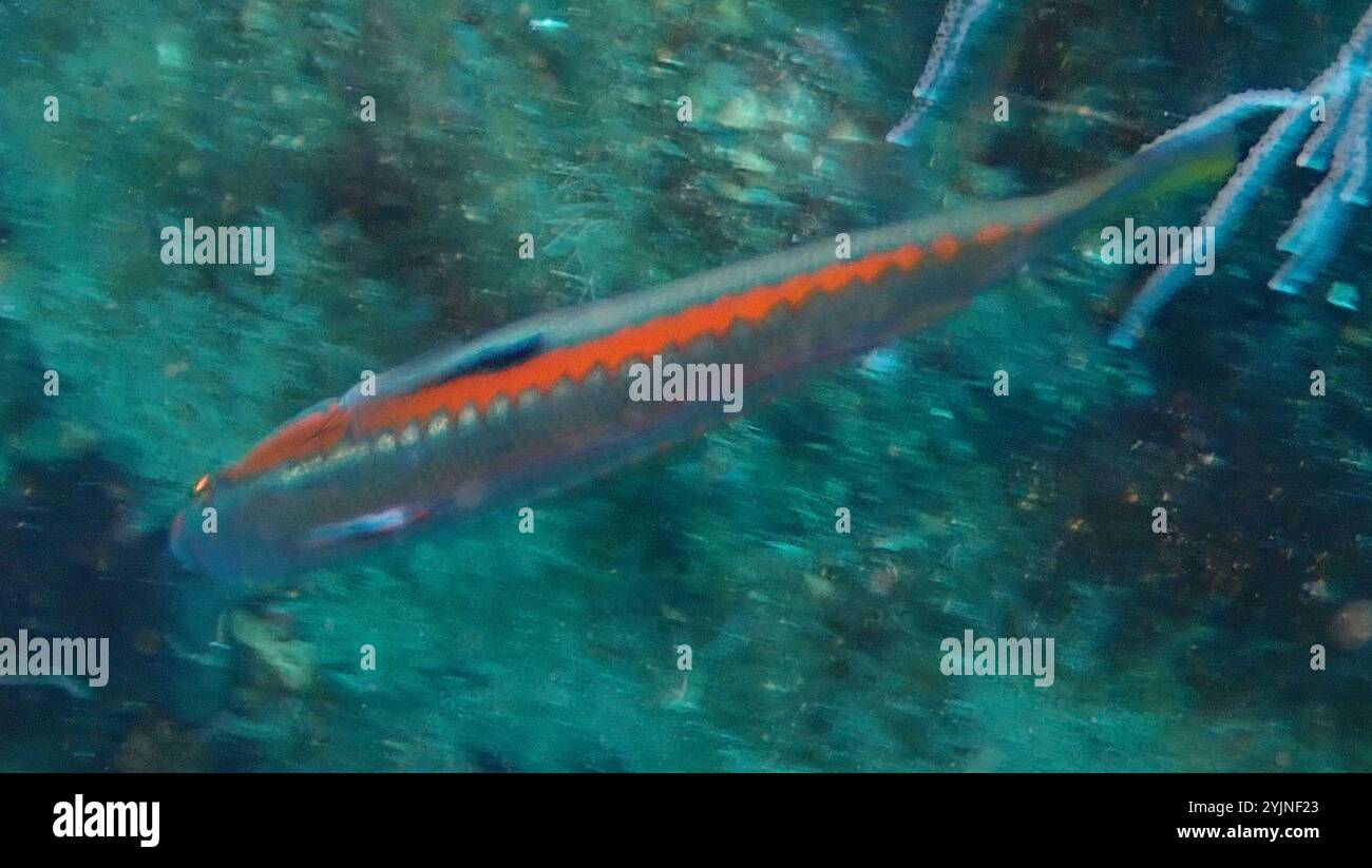Mediterranean Rainbow Wrasse (Coris julis Stock Photo - Alamy