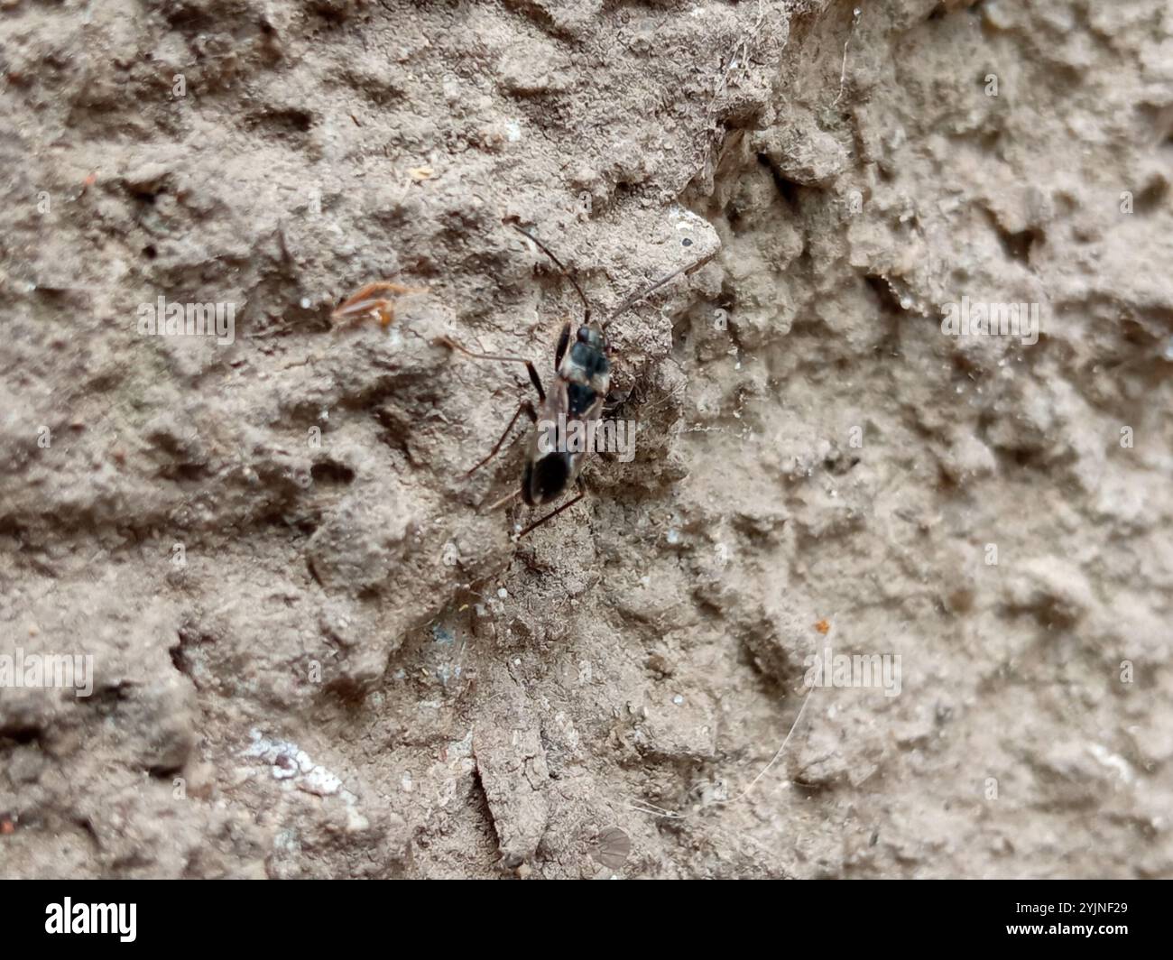 bright-spotted groundbug (Rhyparochromus vulgaris Stock Photo - Alamy