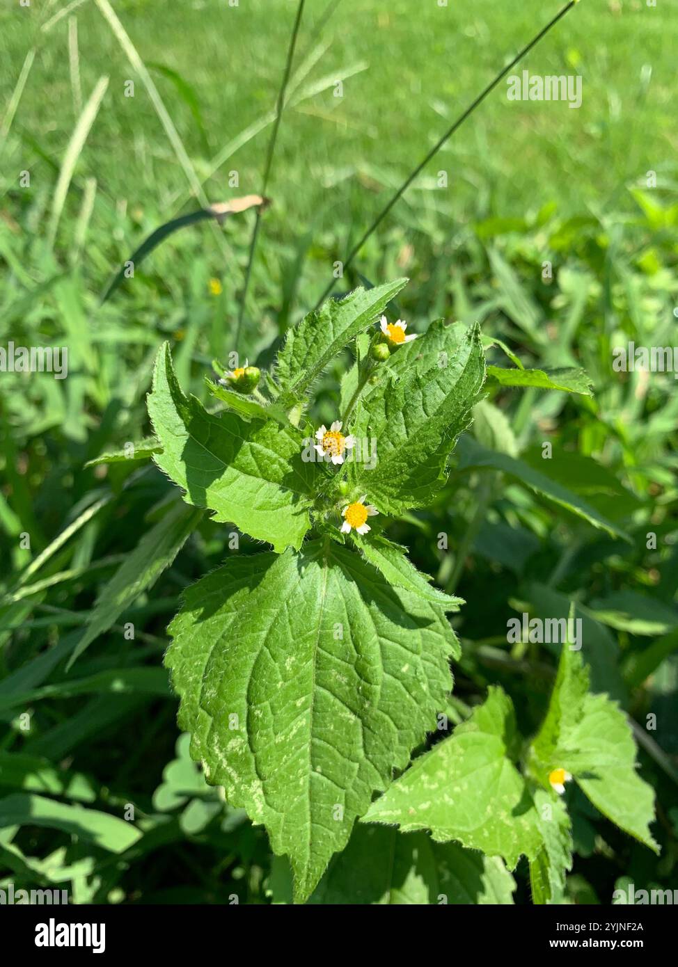 shaggy soldier (Galinsoga quadriradiata Stock Photo - Alamy