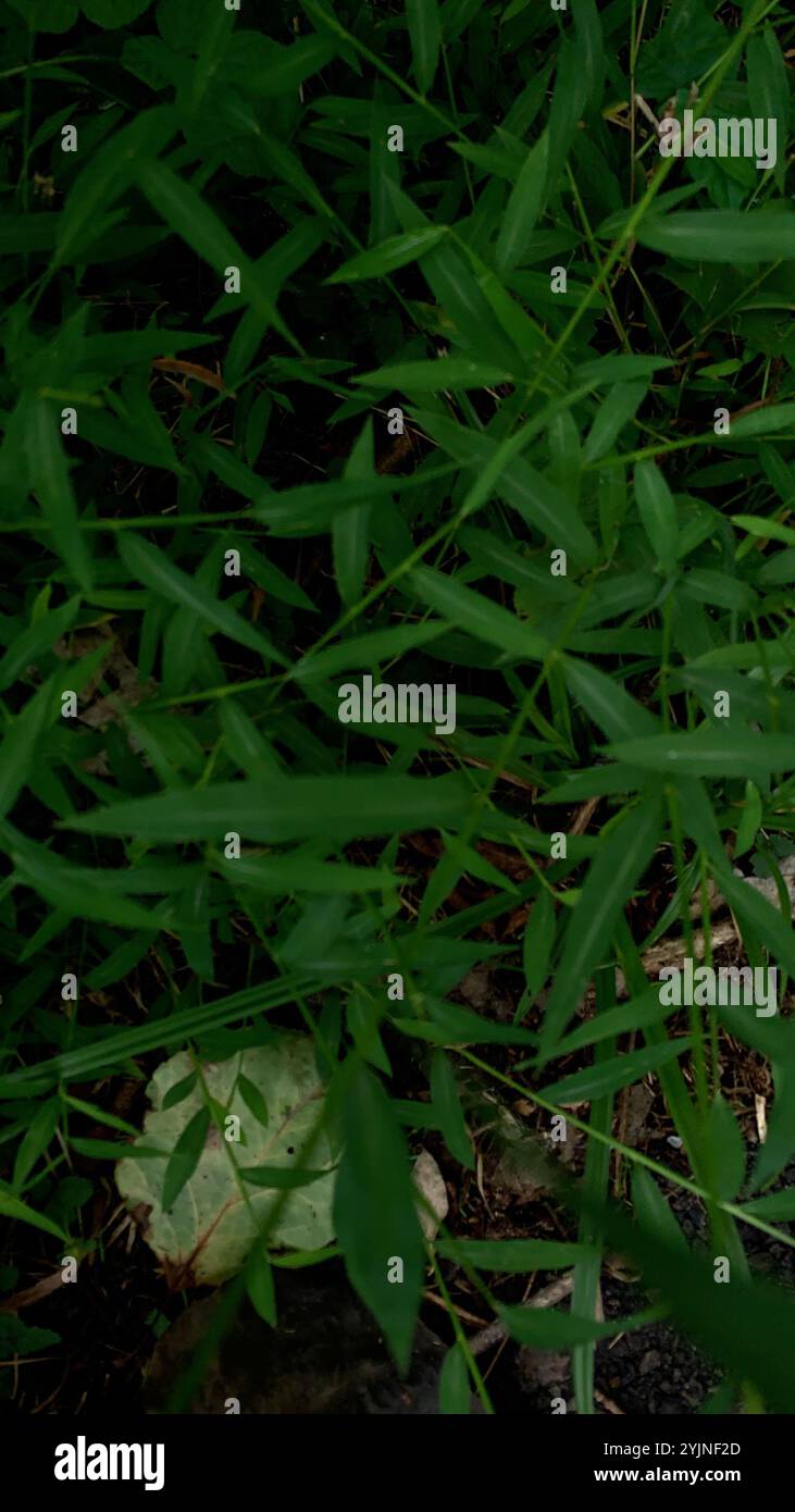 Japanese stiltgrass (Microstegium vimineum Stock Photo - Alamy