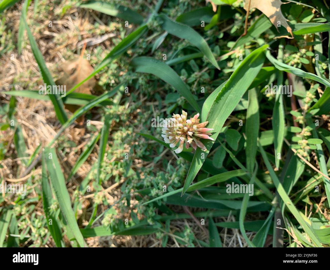 white clover (Trifolium repens Stock Photo - Alamy