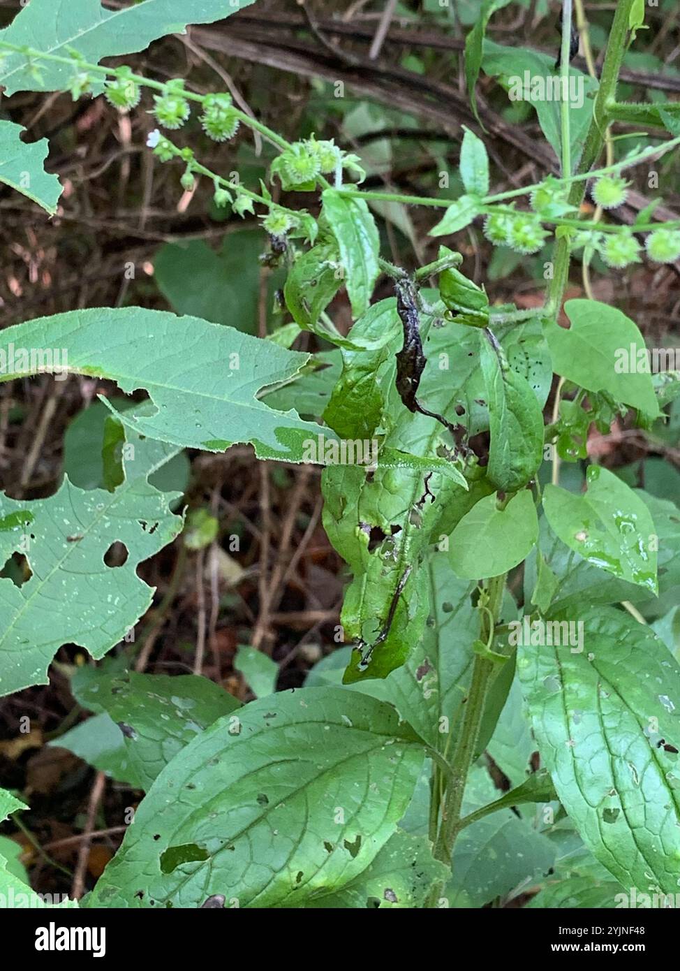 virginia stickseed (Hackelia virginiana Stock Photo - Alamy