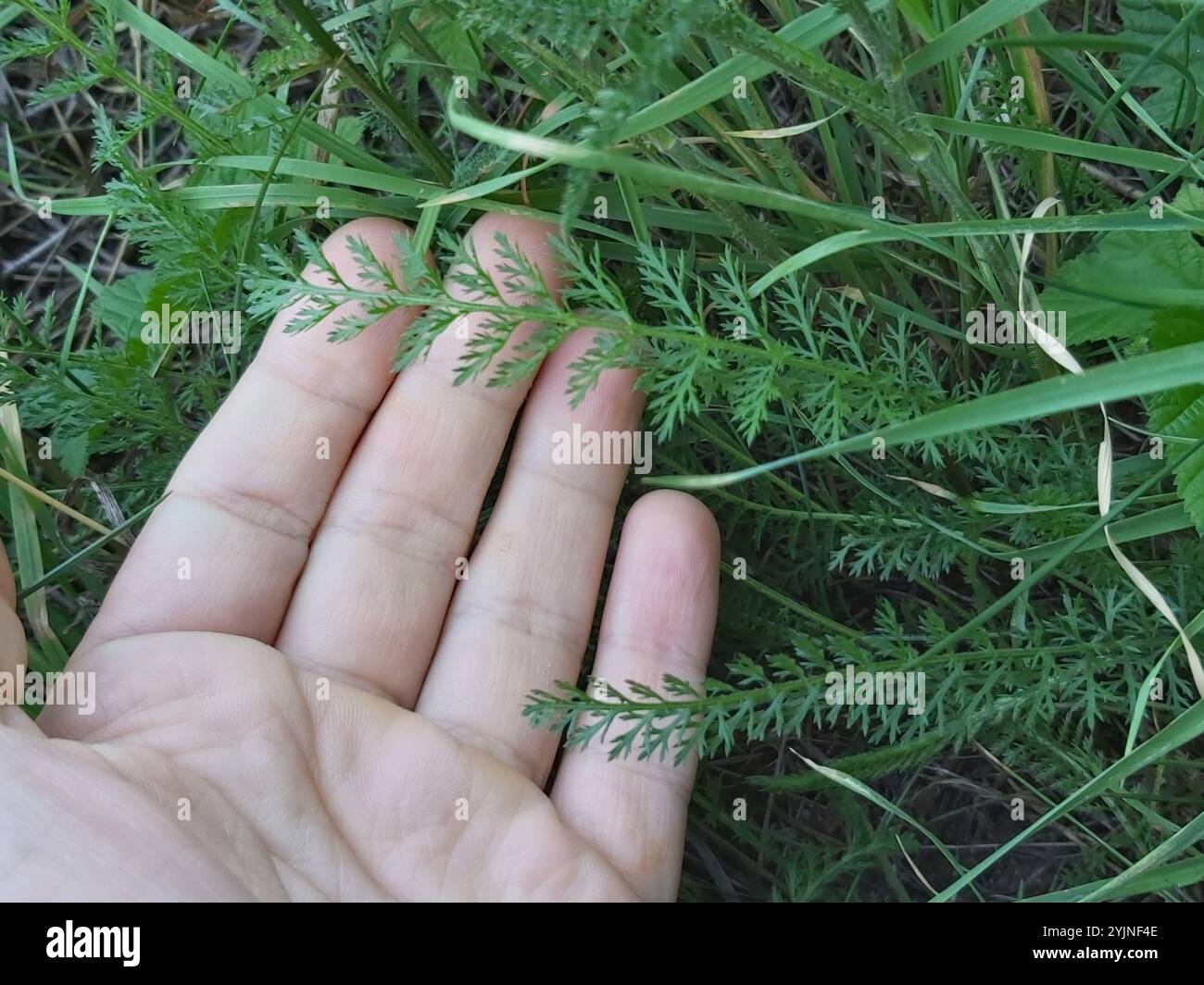 common yarrow (Achillea millefolium Stock Photo - Alamy
