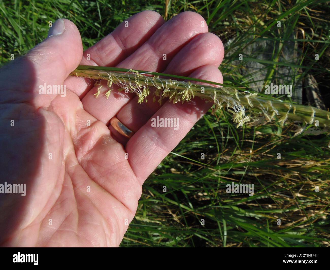 Saltmarsh Cordgrass (Sporobolus alterniflorus Stock Photo - Alamy