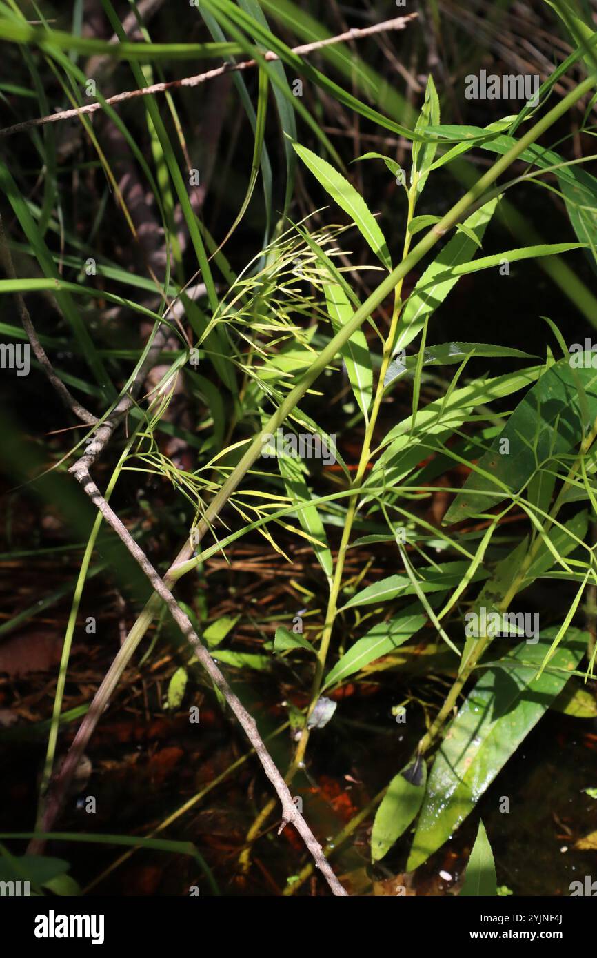 bulblet-bearing water hemlock (Cicuta bulbifera Stock Photo - Alamy