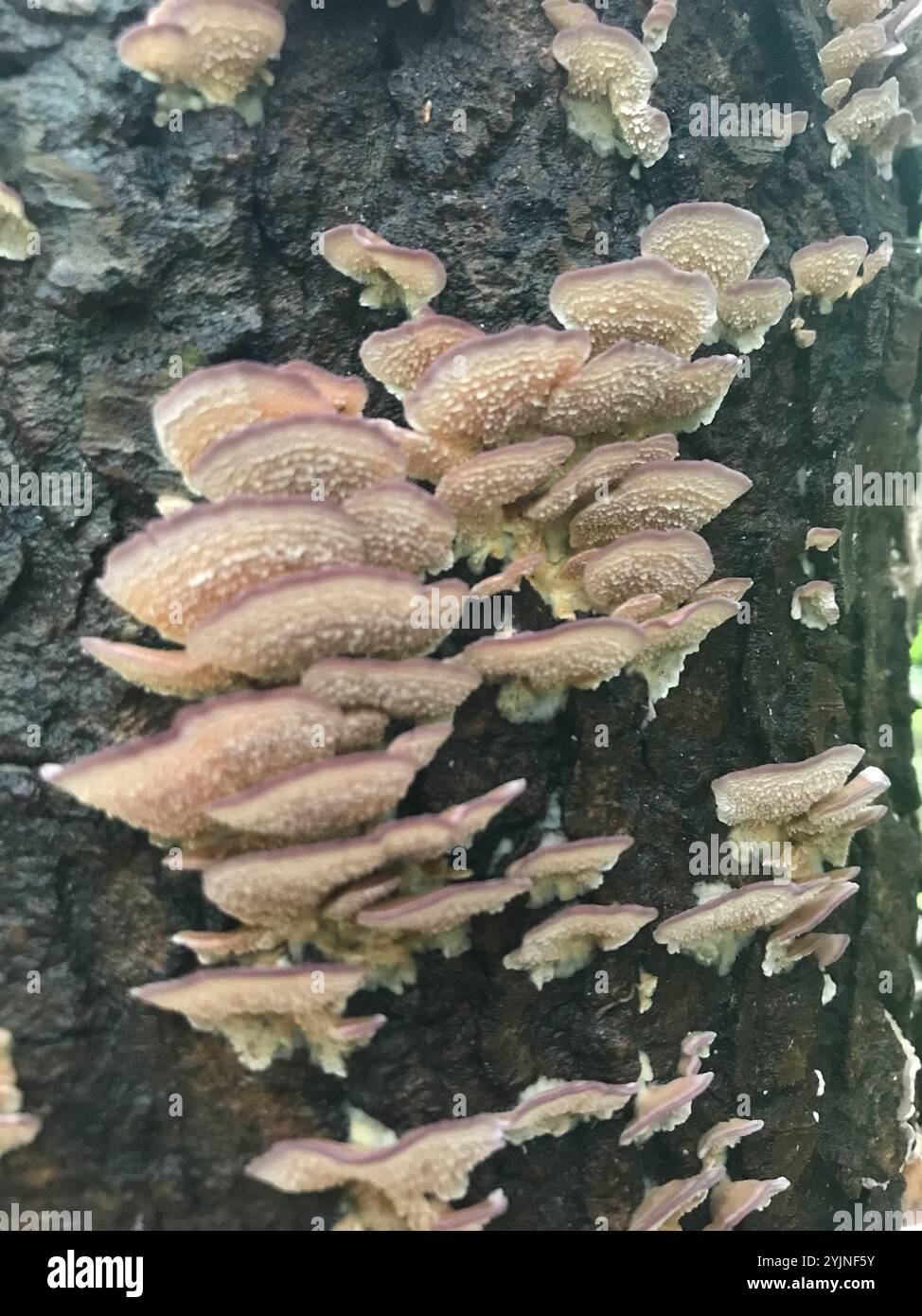 violet-toothed polypore (Trichaptum biforme Stock Photo - Alamy