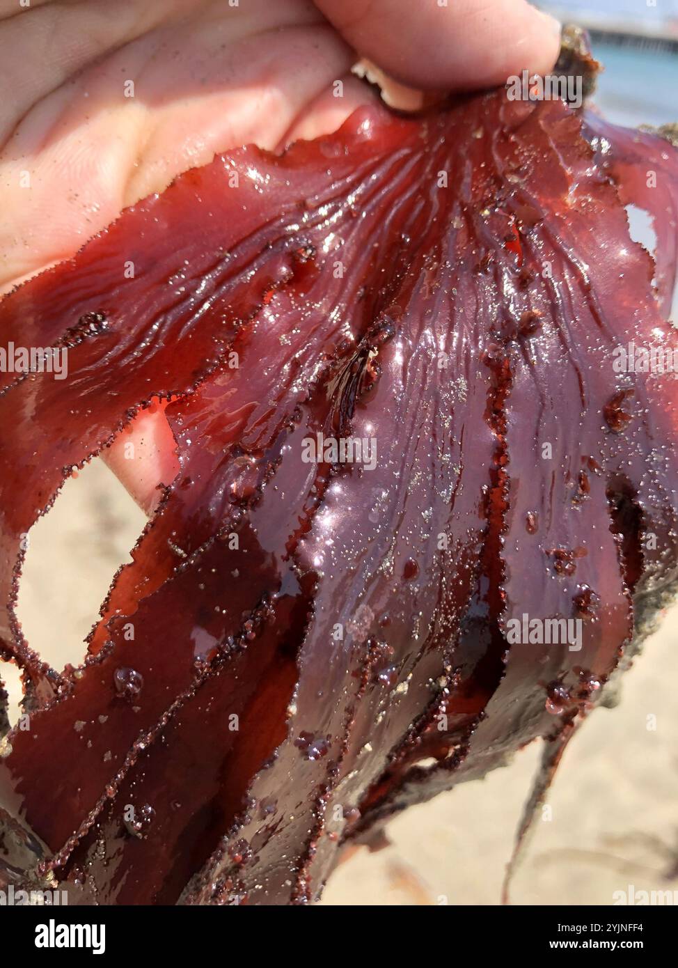 Grape Tongue (Cryptopleura ruprechtiana Stock Photo - Alamy