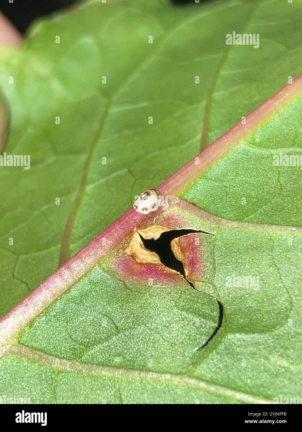 Wax Scales (Ceroplastes Stock Photo - Alamy