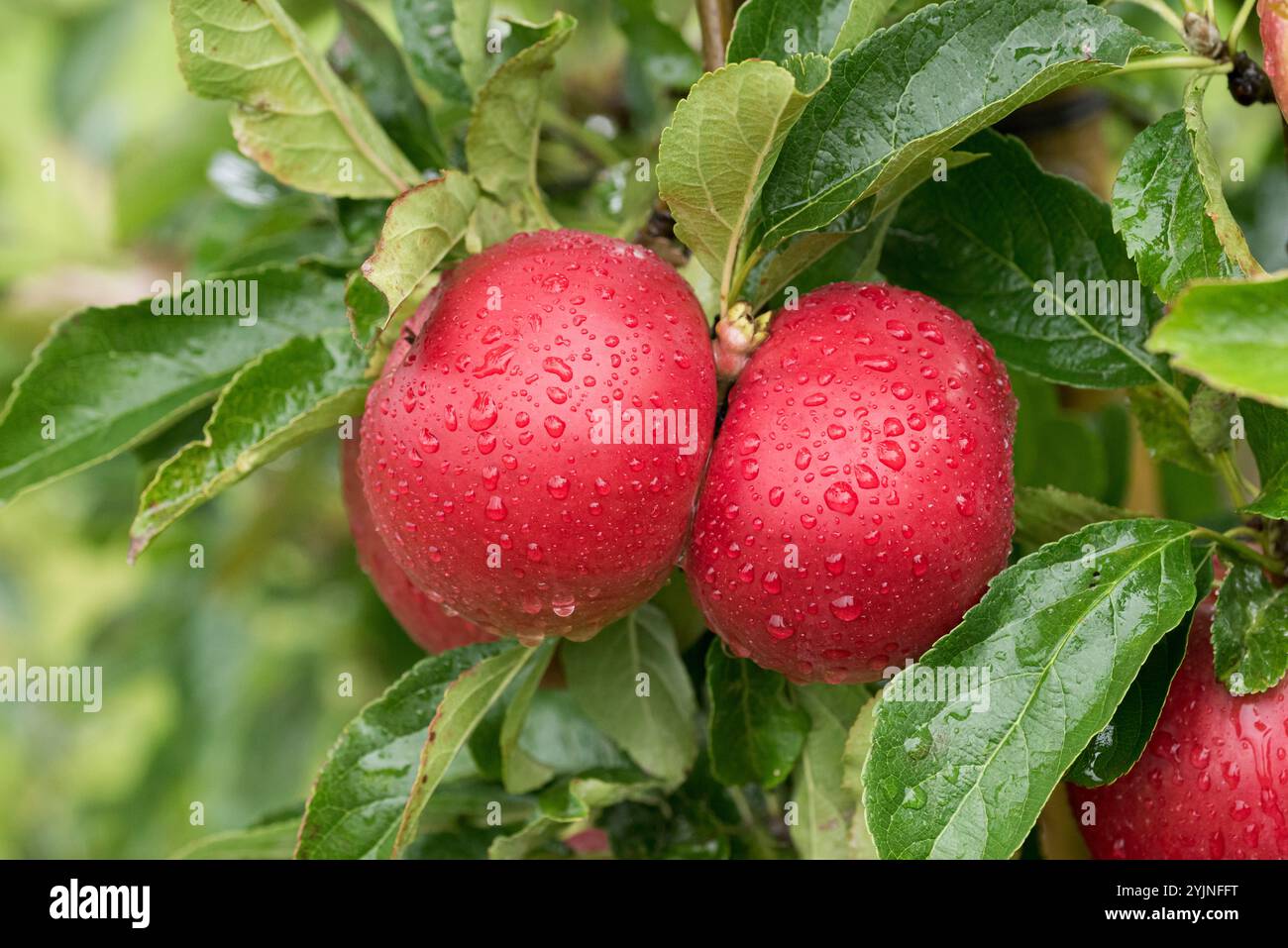 Apfel, Malus domestica Idared,, Apple Stock Photo - Alamy