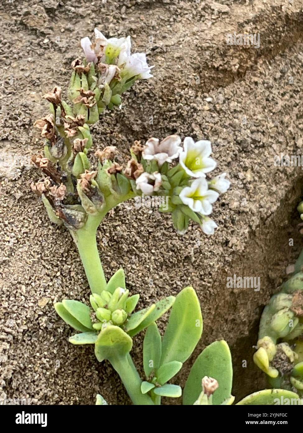 Heliotropium curassavicum hi-res stock photography and images - Alamy