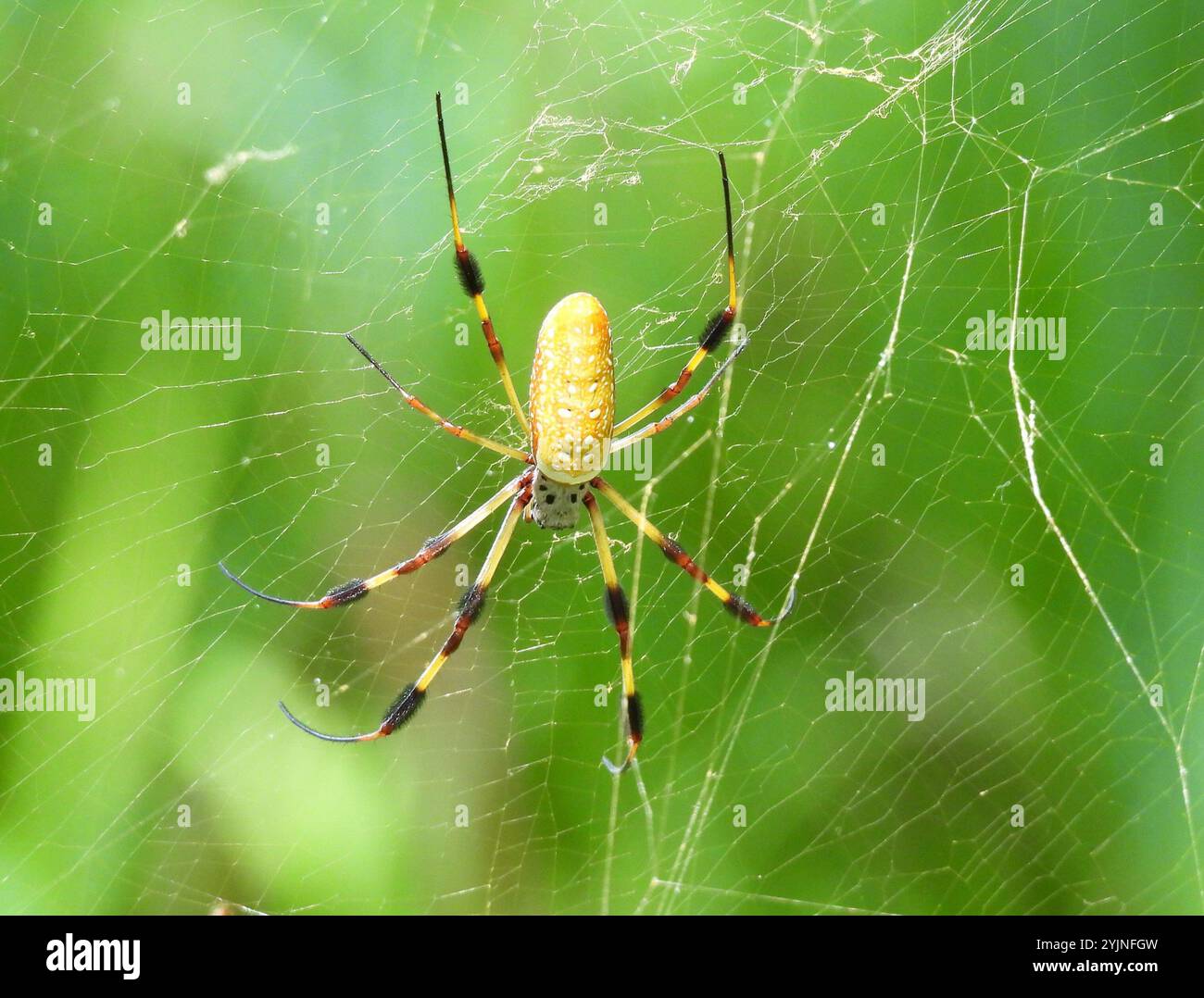 Golden Silk Spider (Trichonephila clavipes Stock Photo - Alamy