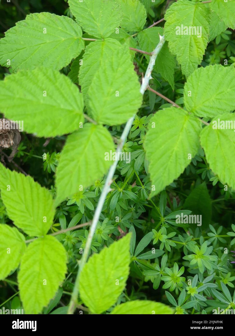 black raspberry (Rubus occidentalis Stock Photo - Alamy