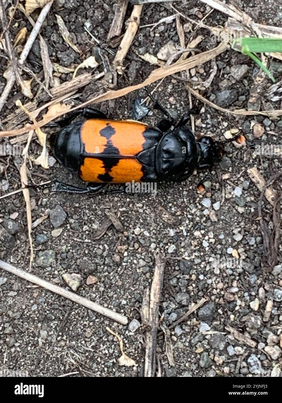 Yellow-bellied Burying Beetle (Nicrophorus guttula Stock Photo - Alamy