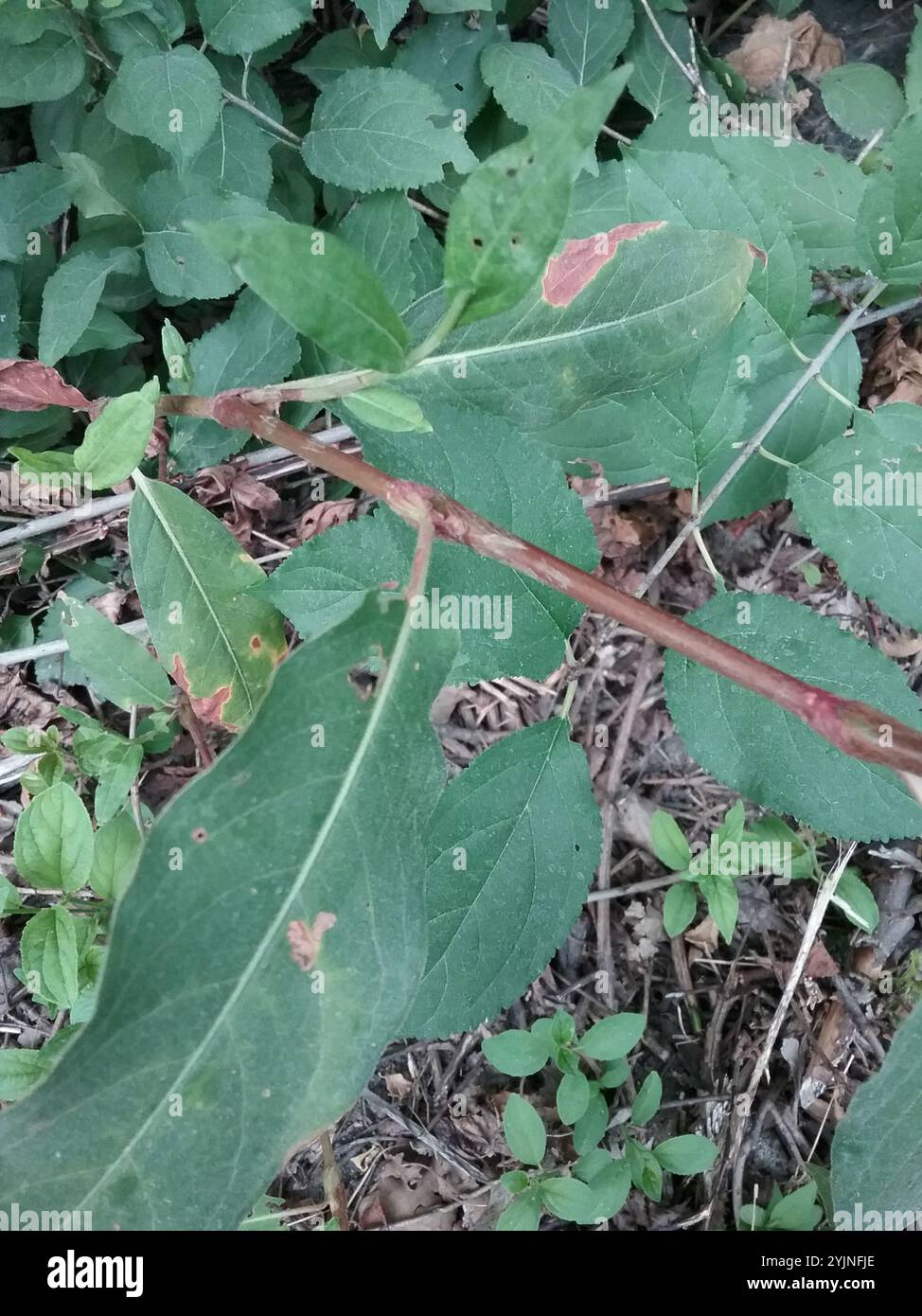 water smartweed (Persicaria amphibia Stock Photo - Alamy