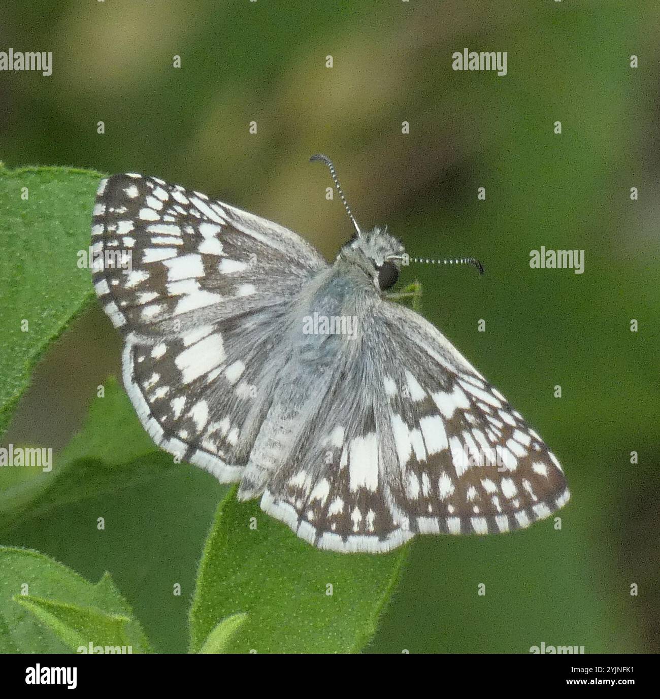 New World Checkered-Skippers (Burnsius Stock Photo - Alamy
