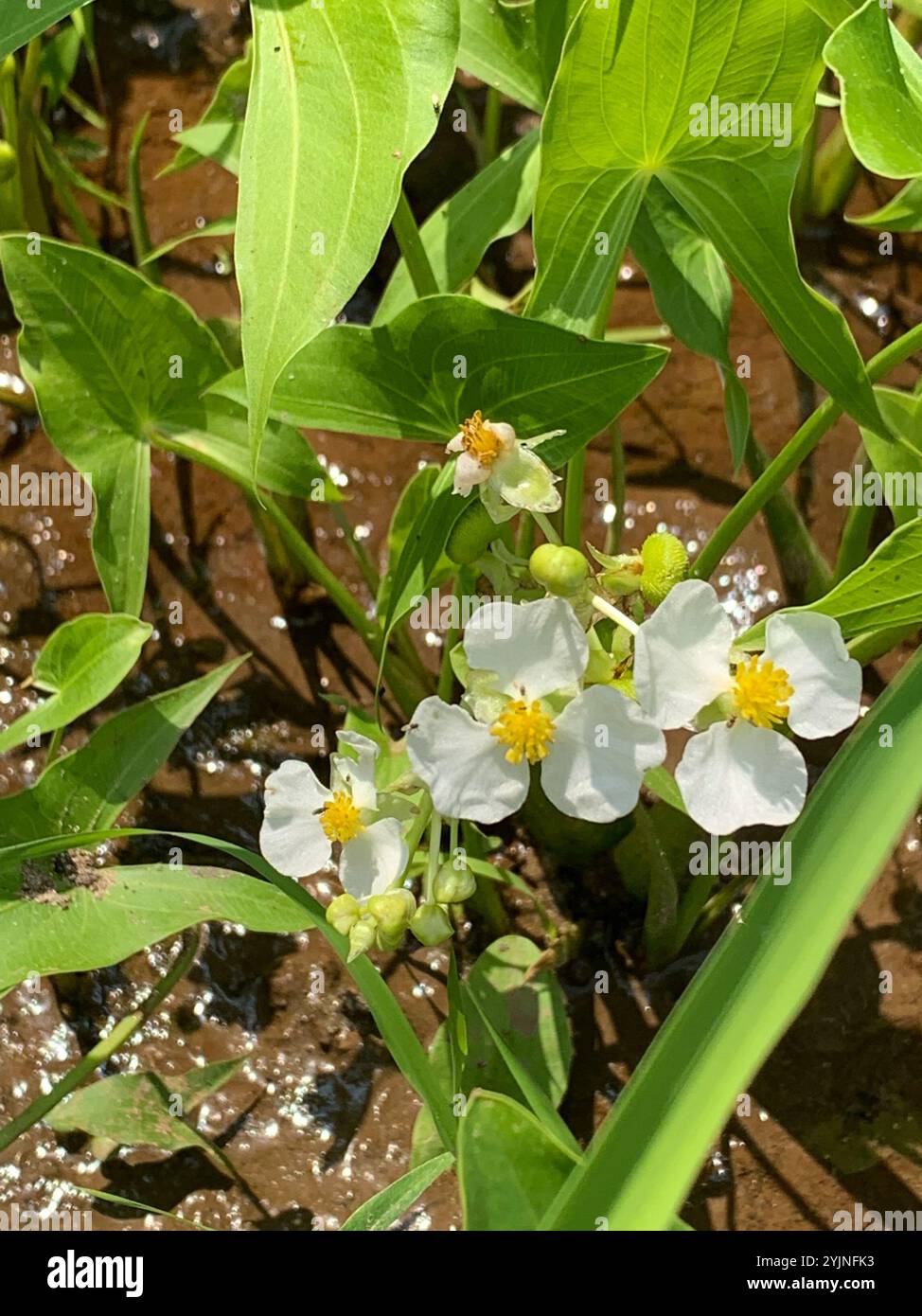 broadleaf arrowhead (Sagittaria latifolia Stock Photo - Alamy