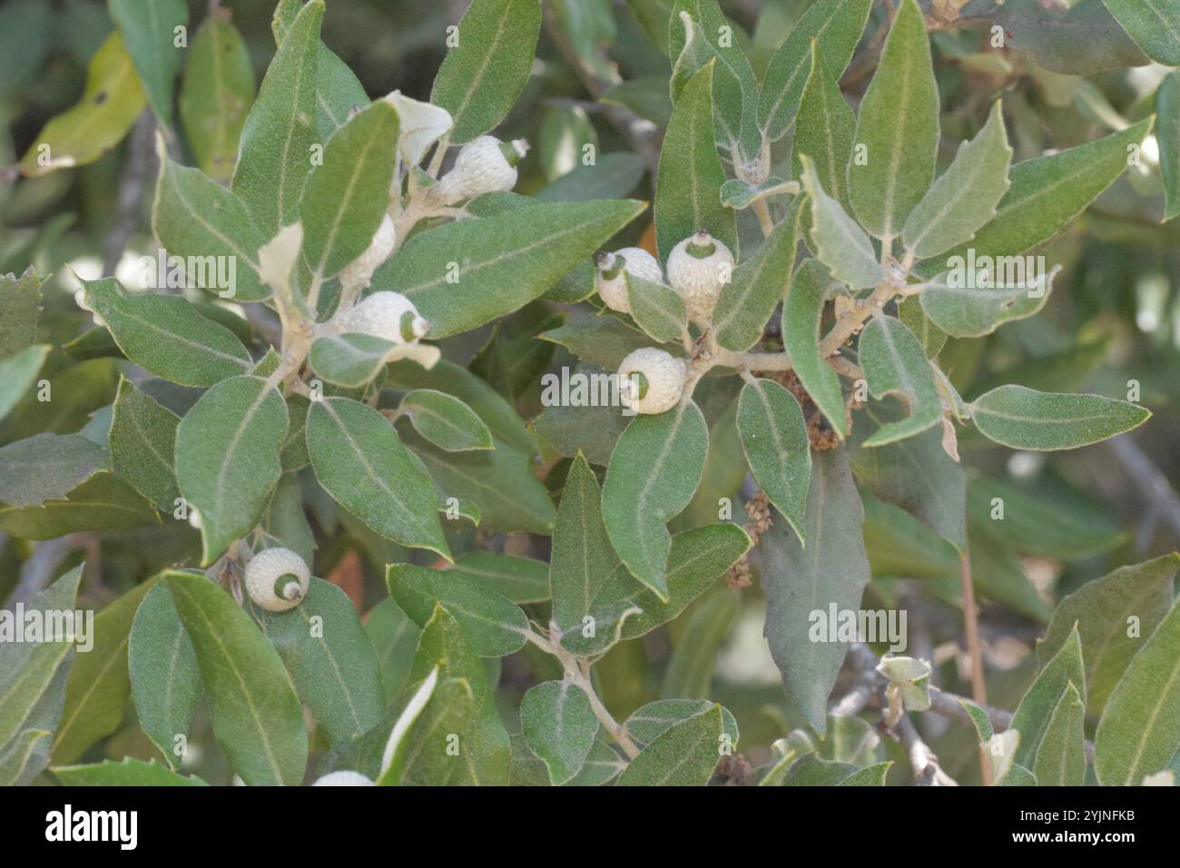 Holm oak (Quercus ilex Stock Photo - Alamy