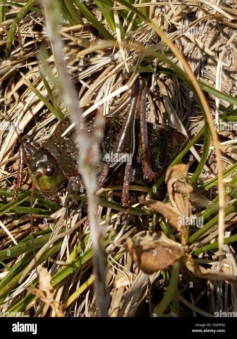 Anabrus simplex hi-res stock photography and images - Alamy