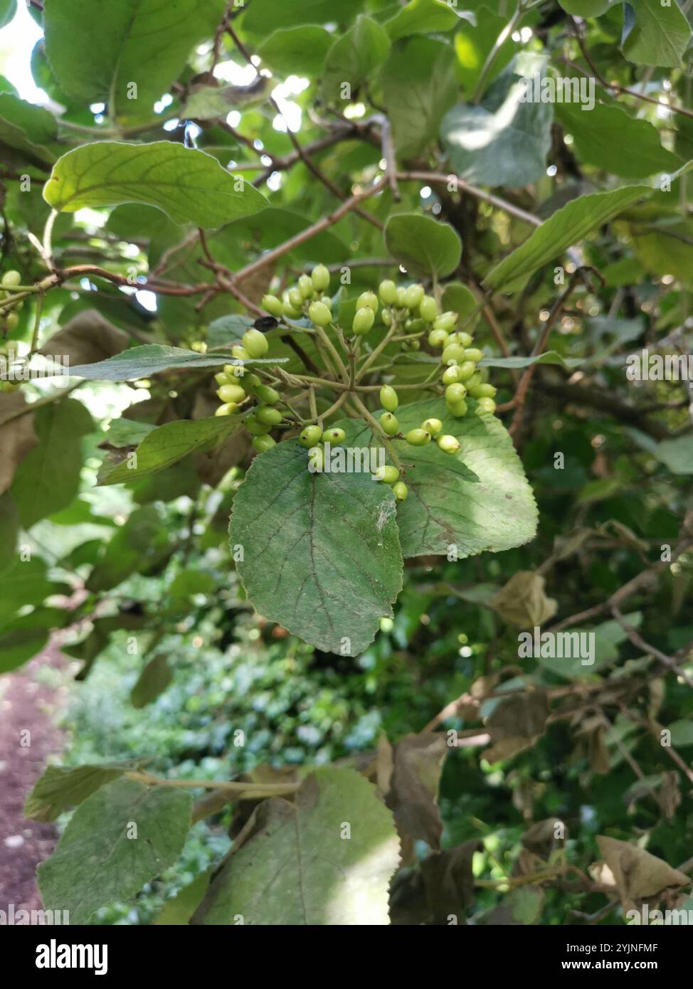 Wayfaring-tree (Viburnum lantana Stock Photo - Alamy