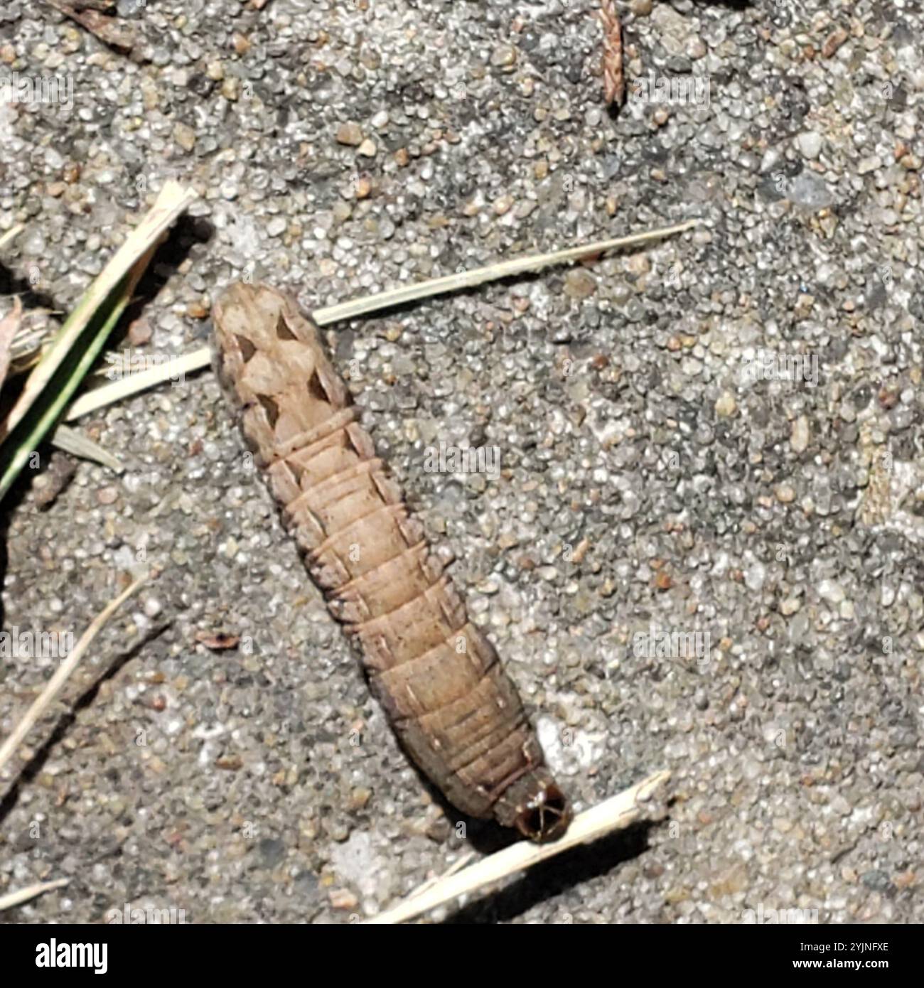 Cutworms and Dart Moths (Noctuinae Stock Photo - Alamy