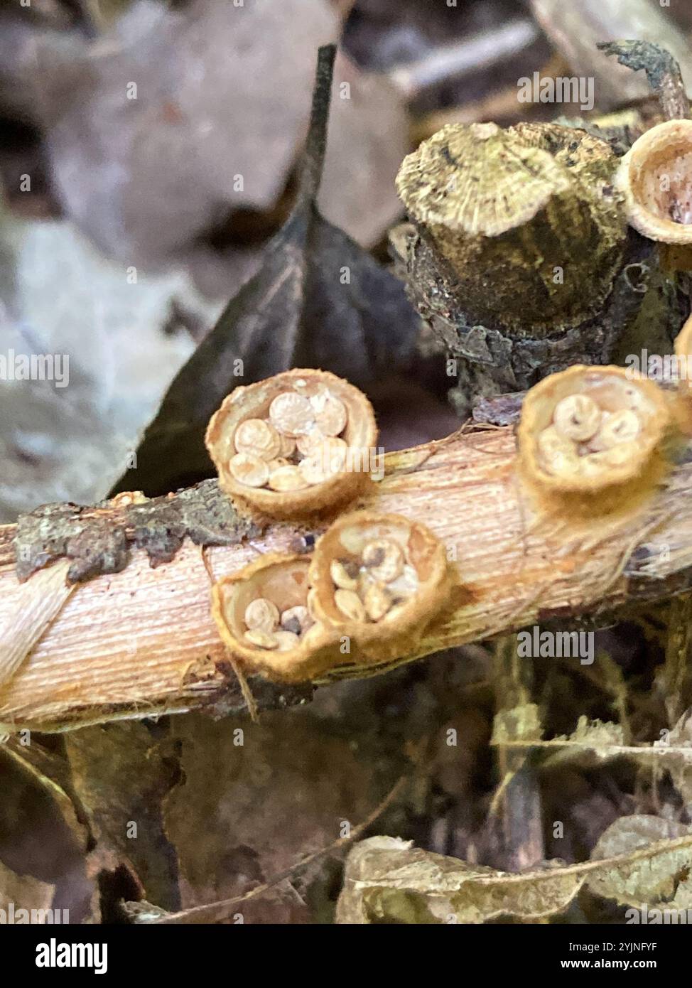 common bird's nest fungus (Crucibulum laeve Stock Photo - Alamy