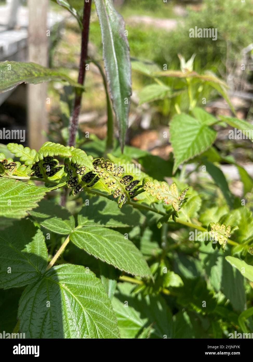 crested wood fern (Dryopteris cristata Stock Photo - Alamy
