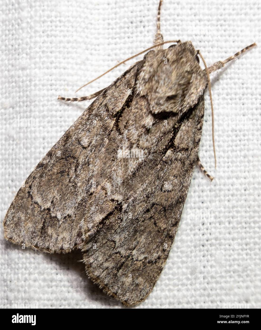 Dagger Moths (Acronicta Stock Photo - Alamy